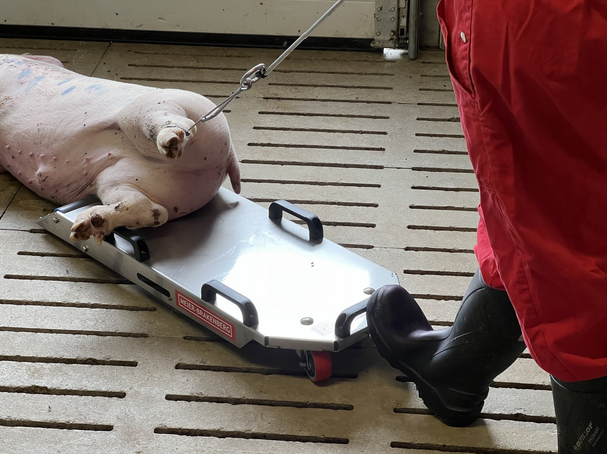 Meier- Brankenberg sertés hulla gurító | Haszonállat | Sertés | Sertés ...