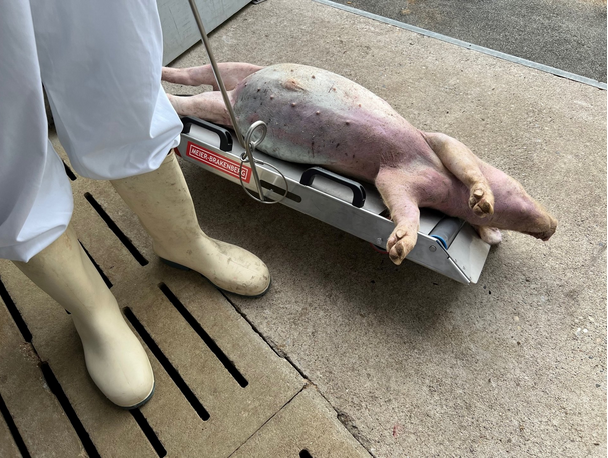 Meier- Brankenberg sertés hulla gurító | Haszonállat | Sertés | Sertés ...